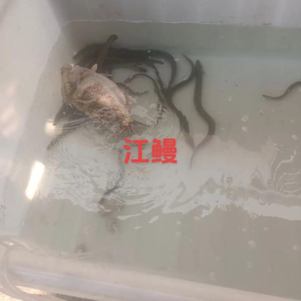 野生江鳗鱼图片_如何分辨真假-第2张图片-山城妙识 野生江鳗鱼图片_如何分辨真假-第2张图片-山城妙识