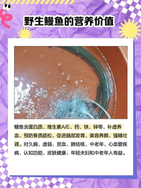 野生江鳗鱼图片_如何分辨真假-第1张图片-山城妙识 野生江鳗鱼图片_如何分辨真假-第1张图片-山城妙识