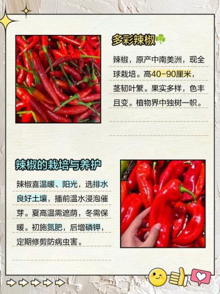 辣椒的功效与作用_辣椒吃多了有什么害处-第3张图片-山城妙识 辣椒的功效与作用_辣椒吃多了有什么害处-第3张图片-山城妙识