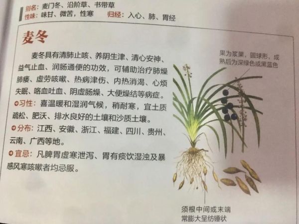 麦冬草怎么种植_麦冬草的功效与作用-第2张图片-山城妙识 麦冬草怎么种植_麦冬草的功效与作用-第2张图片-山城妙识