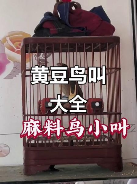 黄豆鸟叫声mp3下载_黄豆鸟叫声怎么下载-第1张图片-山城妙识