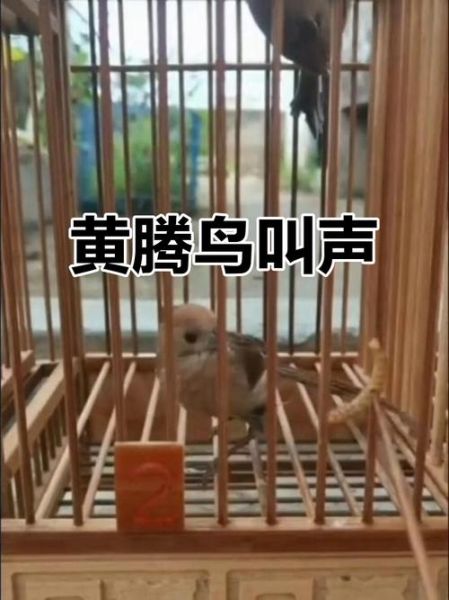黄豆鸟叫声mp3下载_黄豆鸟叫声怎么下载-第3张图片-山城妙识