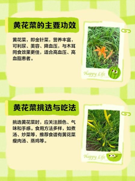黄花菜的营养价值_黄花菜的功效与作用-第3张图片-山城妙识