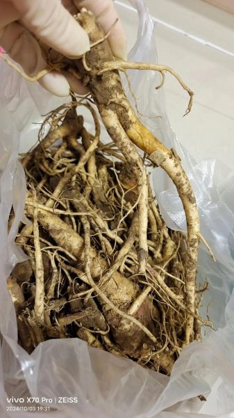 桔梗咸菜是什么植物_桔梗咸菜的做法-第2张图片-山城妙识 桔梗咸菜是什么植物_桔梗咸菜的做法-第2张图片-山城妙识