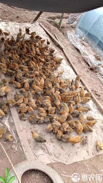 跑山鸡养殖技术_跑山鸡多少钱一斤-第1张图片-山城妙识 跑山鸡养殖技术_跑山鸡多少钱一斤-第1张图片-山城妙识