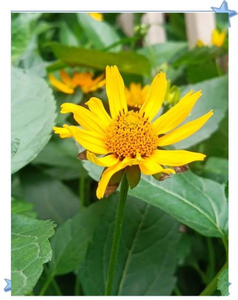 蟛蜞菊内酯是什么_蟛蜞菊内酯的功效与作用-第1张图片-山城妙识