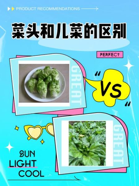 四川菜头又叫什么_菜头与儿菜是同一种吗-第1张图片-山城妙识