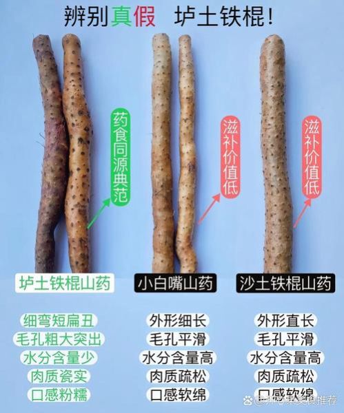 淮山药图片大全大图_淮山药和铁棍山药怎么区分-第1张图片-山城妙识 淮山药图片大全大图_淮山药和铁棍山药怎么区分-第1张图片-山城妙识