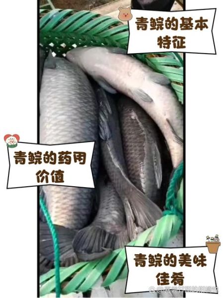 青鱼俗名叫什么_青鱼为什么叫黑鲩-第3张图片-山城妙识
