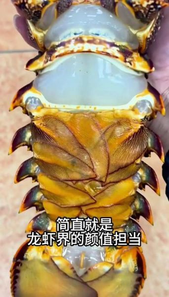 波龙和澳龙的区别_红龙青龙哪个更好吃-第2张图片-山城妙识 波龙和澳龙的区别_红龙青龙哪个更好吃-第2张图片-山城妙识