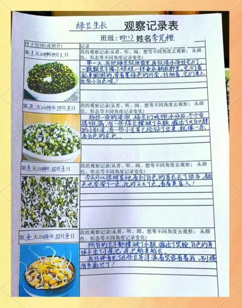 绿豆发芽观察日记8天怎么做_绿豆芽每天变化记录-第1张图片-山城妙识 绿豆发芽观察日记8天怎么做_绿豆芽每天变化记录-第1张图片-山城妙识