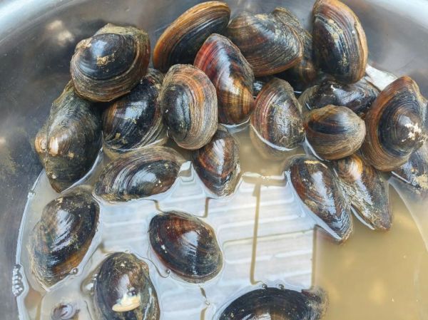 大河蚌怎么清洗_大河蚌做法视频教程-第2张图片-山城妙识 大河蚌怎么清洗_大河蚌做法视频教程-第2张图片-山城妙识