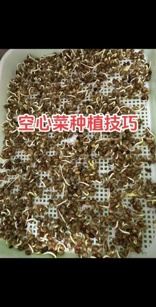 菜心怎么种_菜心种植技术-第1张图片-山城妙识 菜心怎么种_菜心种植技术-第1张图片-山城妙识