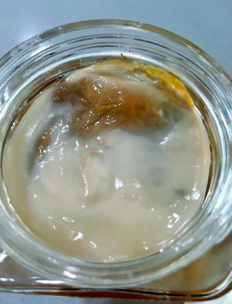 红茶菌的危害有哪些_红茶菌的副作用是什么-第3张图片-山城妙识 红茶菌的危害有哪些_红茶菌的副作用是什么-第3张图片-山城妙识