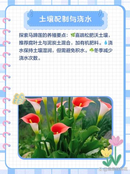 马蹄莲盆栽怎么养_马蹄莲养殖注意事项-第1张图片-山城妙识 马蹄莲盆栽怎么养_马蹄莲养殖注意事项-第1张图片-山城妙识