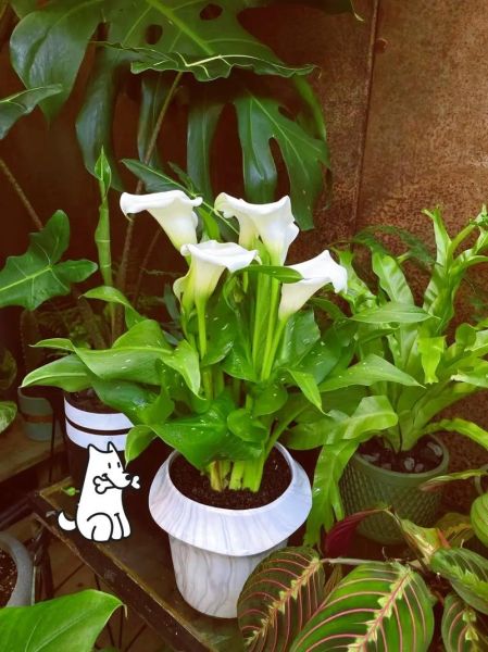 马蹄莲盆栽怎么养_马蹄莲养殖注意事项-第2张图片-山城妙识 马蹄莲盆栽怎么养_马蹄莲养殖注意事项-第2张图片-山城妙识