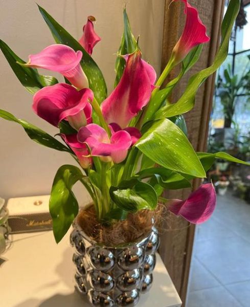 马蹄莲盆栽怎么养_马蹄莲养殖注意事项-第3张图片-山城妙识 马蹄莲盆栽怎么养_马蹄莲养殖注意事项-第3张图片-山城妙识