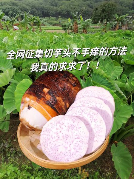 毛芋头怎么去皮不手痒_毛芋头去皮后怎么保存-第3张图片-山城妙识 毛芋头怎么去皮不手痒_毛芋头去皮后怎么保存-第3张图片-山城妙识