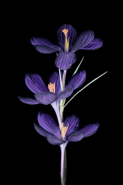 喝藏红花后排出黑色东西_正常吗-第2张图片-山城妙识