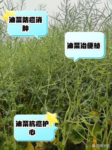 油菜的功效与作用_油菜的禁忌人群有哪些-第1张图片-山城妙识 油菜的功效与作用_油菜的禁忌人群有哪些-第1张图片-山城妙识