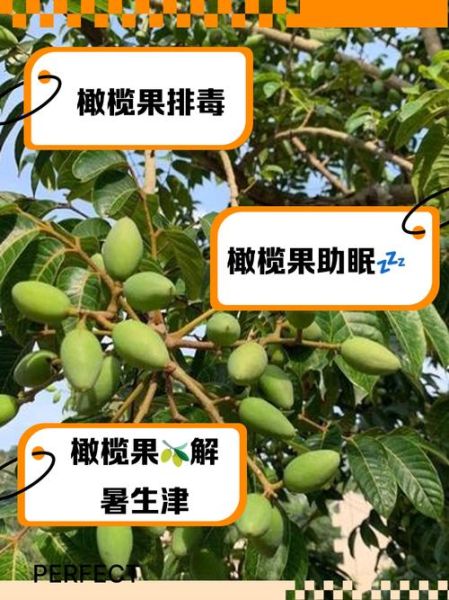 橄榄果的功效与作用及食用方法_怎么吃最健康-第1张图片-山城妙识 橄榄果的功效与作用及食用方法_怎么吃最健康-第1张图片-山城妙识