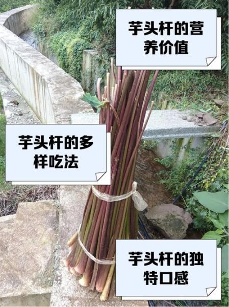 芋头杆的功效与作用_芋头杆的禁忌有哪些-第1张图片-山城妙识 芋头杆的功效与作用_芋头杆的禁忌有哪些-第1张图片-山城妙识