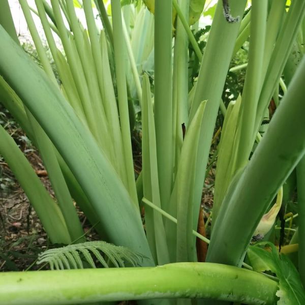 芋头杆的功效与作用_芋头杆的禁忌有哪些-第2张图片-山城妙识 芋头杆的功效与作用_芋头杆的禁忌有哪些-第2张图片-山城妙识