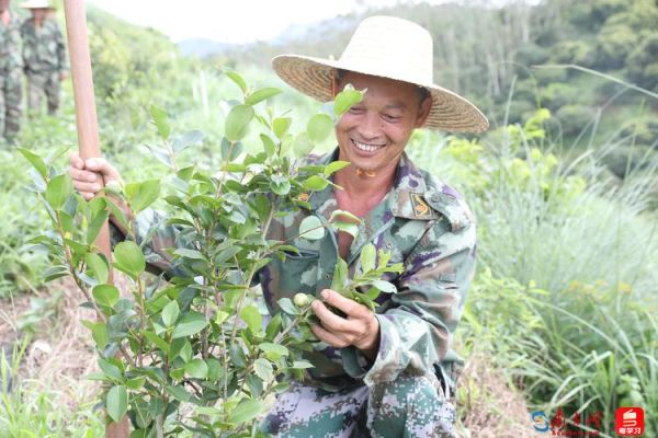高产油茶种植技术_如何提高油茶亩产量-第2张图片-山城妙识 高产油茶种植技术_如何提高油茶亩产量-第2张图片-山城妙识