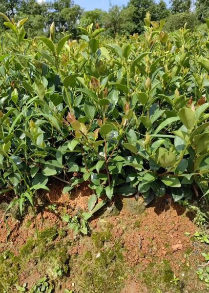 高产油茶种植技术_如何提高油茶亩产量-第1张图片-山城妙识 高产油茶种植技术_如何提高油茶亩产量-第1张图片-山城妙识