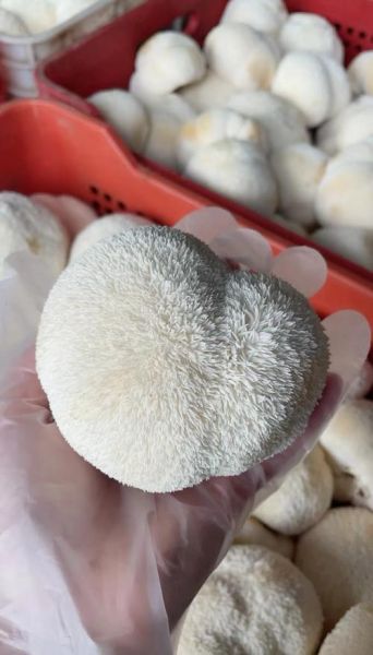 新鲜猴头菇怎么挑选_猴头菇图片真假辨别-第1张图片-山城妙识 新鲜猴头菇怎么挑选_猴头菇图片真假辨别-第1张图片-山城妙识