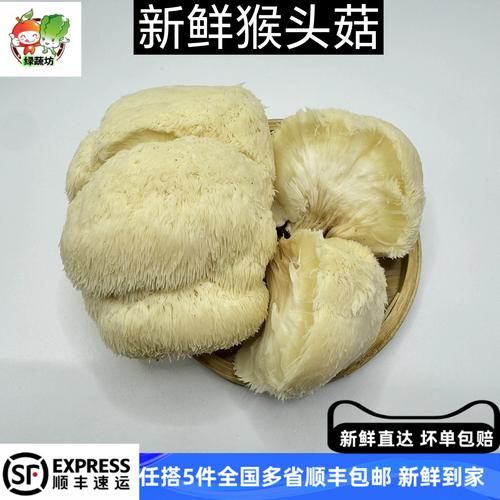 新鲜猴头菇怎么挑选_猴头菇图片真假辨别-第3张图片-山城妙识 新鲜猴头菇怎么挑选_猴头菇图片真假辨别-第3张图片-山城妙识