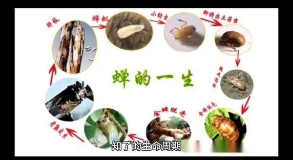 蝉的一生寓意是什么_蝉的象征意义有哪些-第1张图片-山城妙识 蝉的一生寓意是什么_蝉的象征意义有哪些-第1张图片-山城妙识