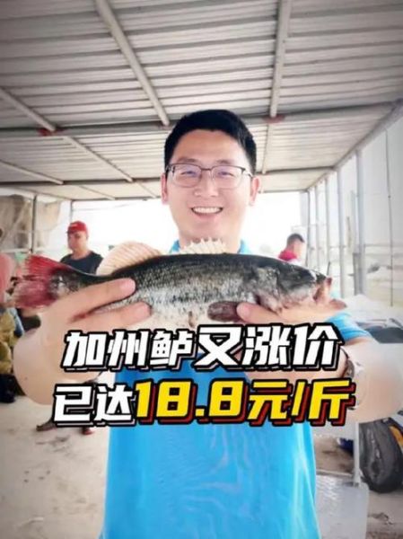 今日鲈鱼价格多少钱一斤_鲈鱼最新行情-第3张图片-山城妙识 今日鲈鱼价格多少钱一斤_鲈鱼最新行情-第3张图片-山城妙识