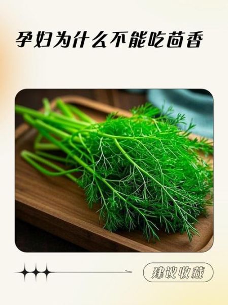 孕妇能吃茴香吗_茴香哪些人不能吃-第1张图片-山城妙识 孕妇能吃茴香吗_茴香哪些人不能吃-第1张图片-山城妙识