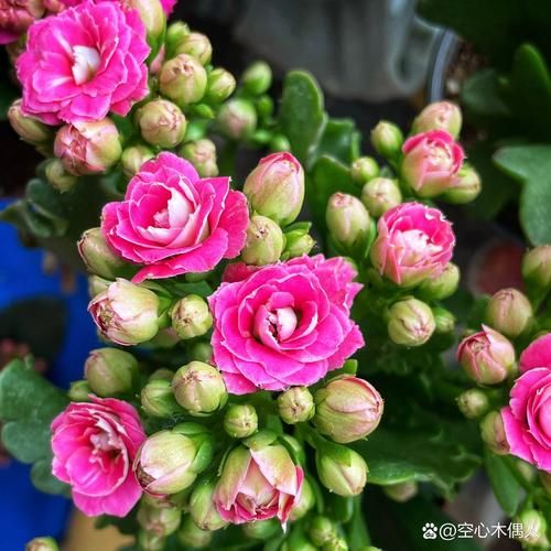 长寿花致癌是真的吗_长寿花有毒吗-第3张图片-山城妙识