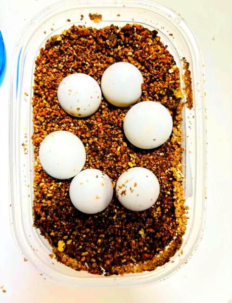 甲鱼蛋怎么吃_甲鱼蛋的做法大全-第1张图片-山城妙识 甲鱼蛋怎么吃_甲鱼蛋的做法大全-第1张图片-山城妙识