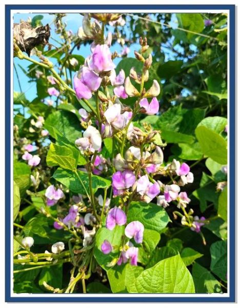 眉豆图片长什么样_眉豆的功效与作用有哪些-第3张图片-山城妙识