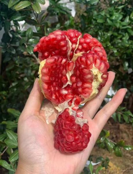 突尼斯软籽石榴好吃吗_突尼斯软籽石榴怎么挑-第1张图片-山城妙识