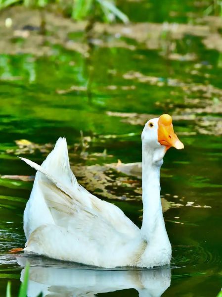 麻球鸭是什么_麻球鸭图片怎么拍好看-第2张图片-山城妙识 麻球鸭是什么_麻球鸭图片怎么拍好看-第2张图片-山城妙识
