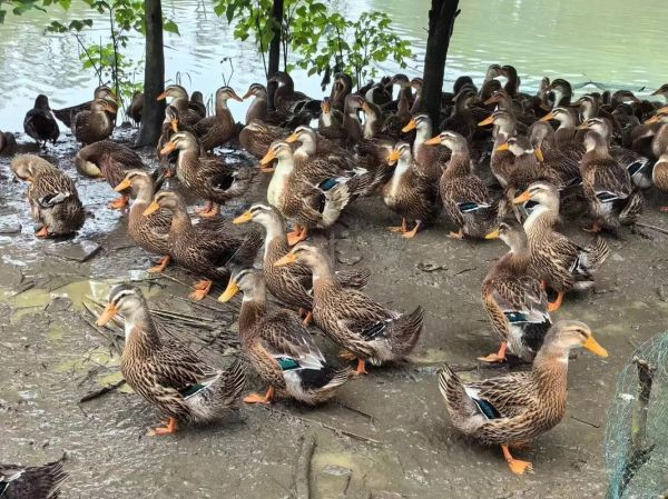 麻球鸭是什么_麻球鸭图片怎么拍好看-第1张图片-山城妙识 麻球鸭是什么_麻球鸭图片怎么拍好看-第1张图片-山城妙识