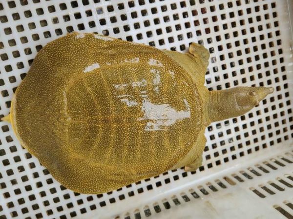 甲鱼图片大全大图高清_如何挑选高清甲鱼大图-第3张图片-山城妙识 甲鱼图片大全大图高清_如何挑选高清甲鱼大图-第3张图片-山城妙识