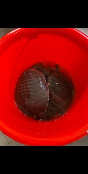 甲鱼图片大全大图高清_如何挑选高清甲鱼大图-第2张图片-山城妙识 甲鱼图片大全大图高清_如何挑选高清甲鱼大图-第2张图片-山城妙识