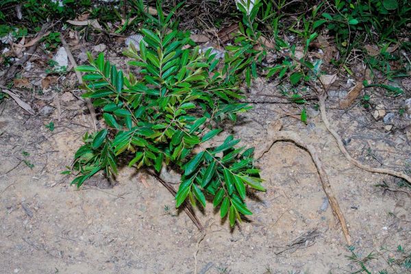 算盘子树长什么样_算盘子树药用价值有哪些-第1张图片-山城妙识 算盘子树长什么样_算盘子树药用价值有哪些-第1张图片-山城妙识