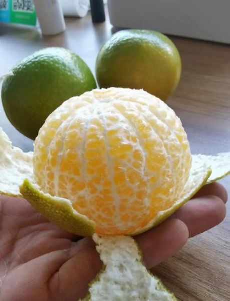 皇帝柑是热性还是凉性_皇帝柑上火吗-第1张图片-山城妙识 皇帝柑是热性还是凉性_皇帝柑上火吗-第1张图片-山城妙识