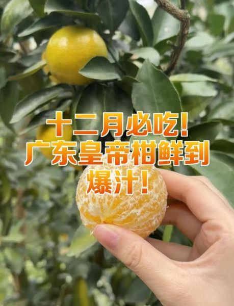 皇帝柑是热性还是凉性_皇帝柑上火吗-第2张图片-山城妙识 皇帝柑是热性还是凉性_皇帝柑上火吗-第2张图片-山城妙识