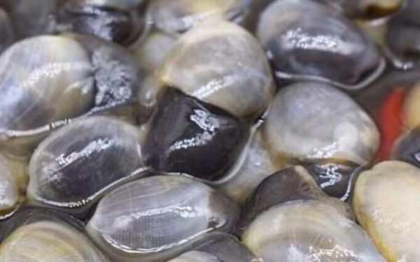 黄螺的营养价值是什么_黄螺的功效与作用有哪些-第3张图片-山城妙识 黄螺的营养价值是什么_黄螺的功效与作用有哪些-第3张图片-山城妙识