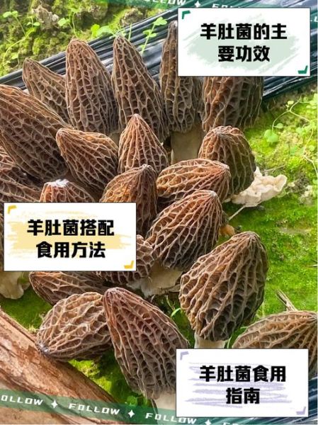 羊肚菌哪些人不能吃_羊肚菌禁忌人群-第3张图片-山城妙识 羊肚菌哪些人不能吃_羊肚菌禁忌人群-第3张图片-山城妙识