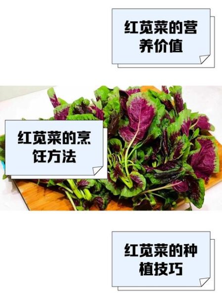 红苋菜怎么择菜_红苋菜择菜技巧-第1张图片-山城妙识 红苋菜怎么择菜_红苋菜择菜技巧-第1张图片-山城妙识