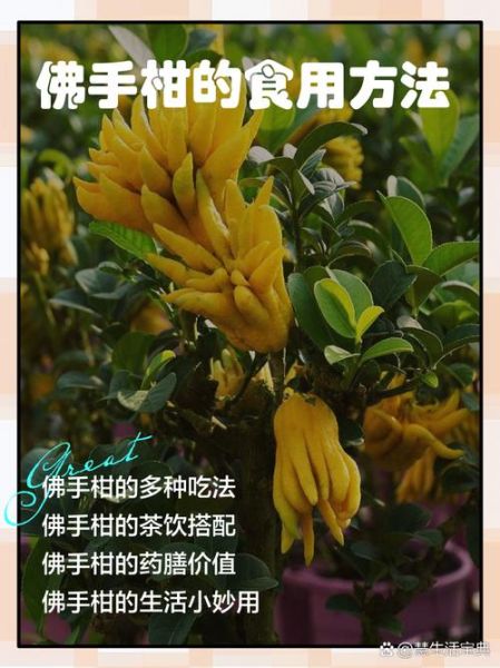 佛手柑怎么吃最好_佛手柑的食用方法-第2张图片-山城妙识 佛手柑怎么吃最好_佛手柑的食用方法-第2张图片-山城妙识