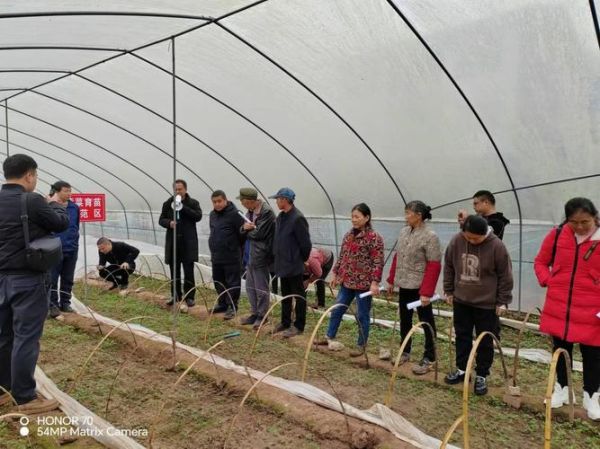 蔬菜种植技术培训_如何科学种菜-第2张图片-山城妙识